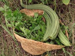Luffa Squash - (Kabatiti) ⋆ Global Granary