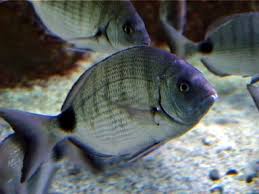 Période de pêche au Sar